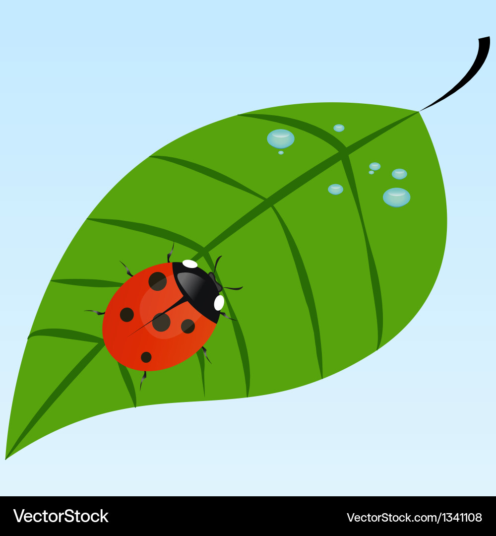 Ladybug on a leaf Royalty Free Vector Image - VectorStock