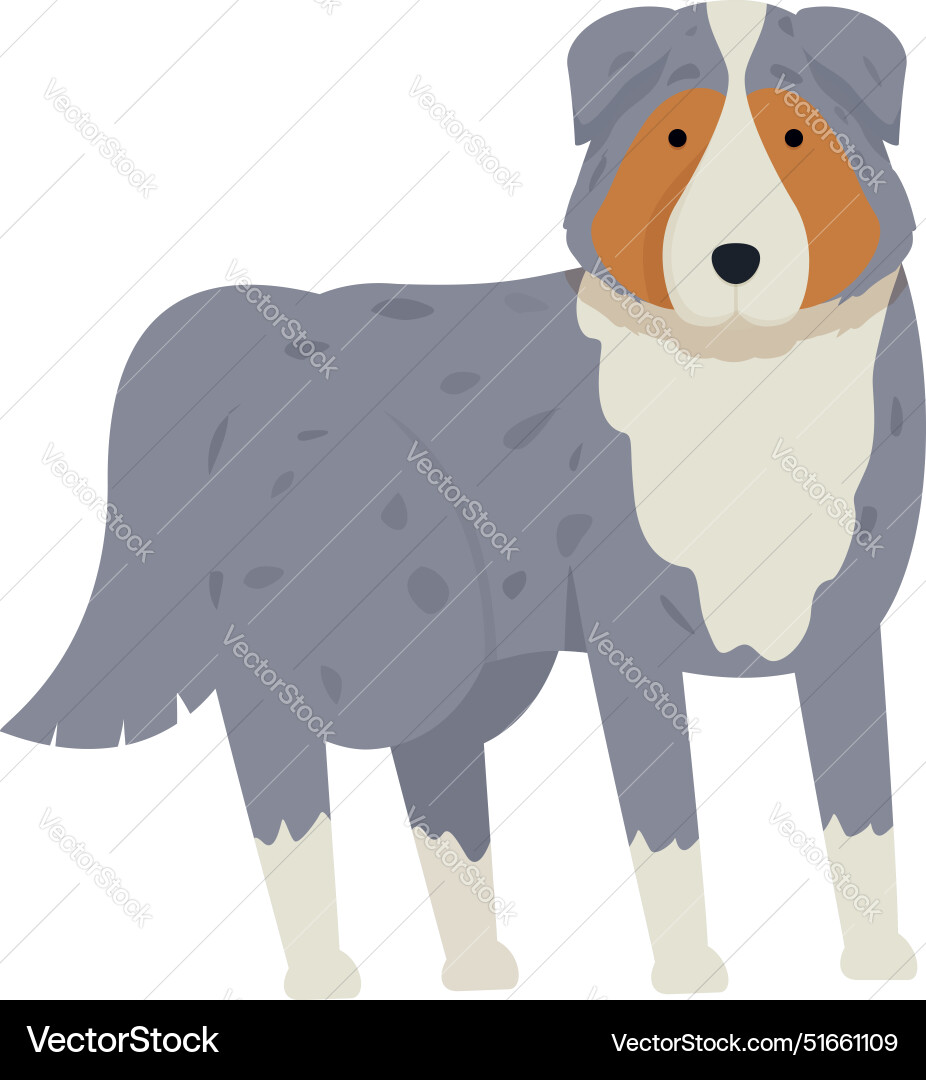 Australian shepherd dog standing on white Vector Image