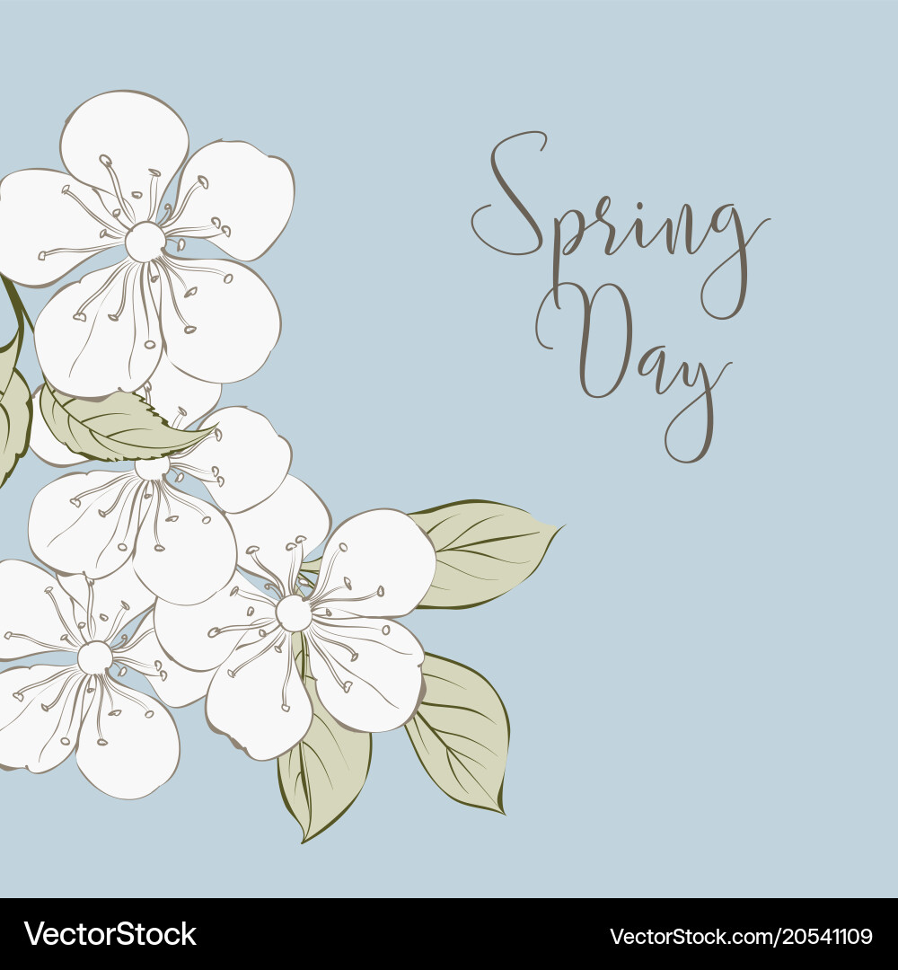 White cherry blossom flowers Royalty Free Vector Image
