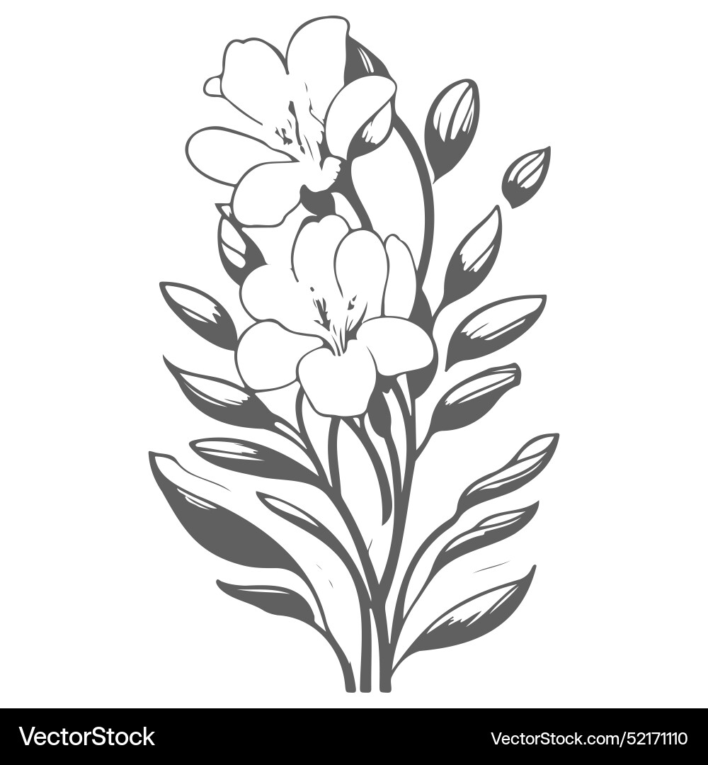 Freesia flower sketch grey Royalty Free Vector Image