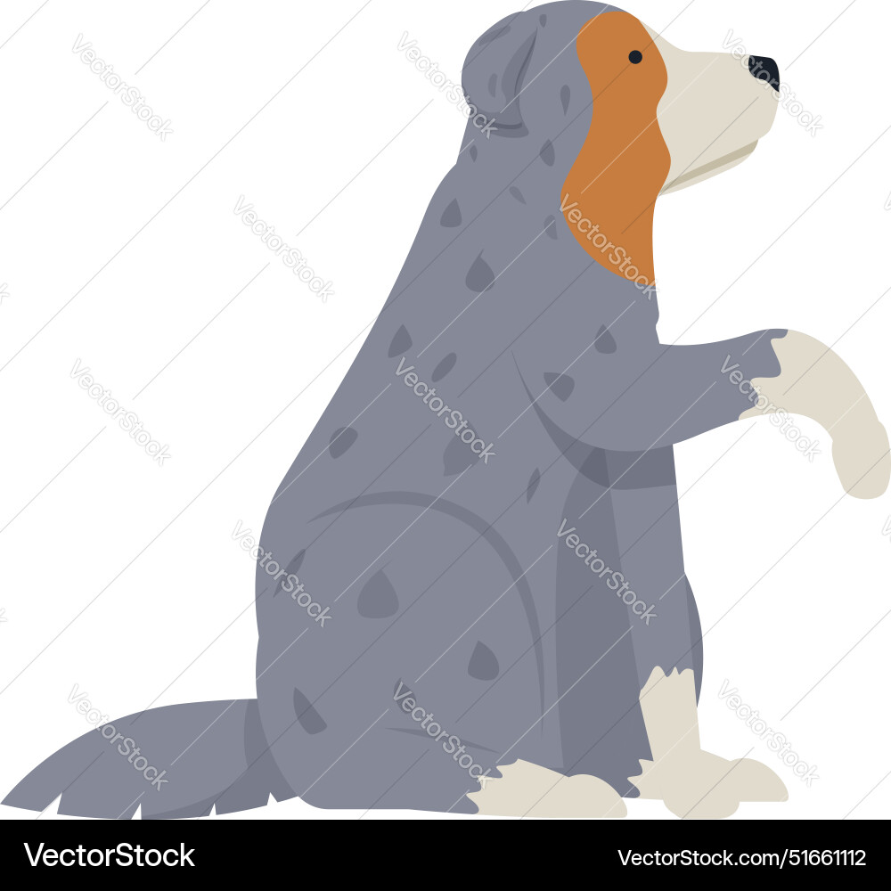 Blue merle australian shepherd dog sitting Vector Image
