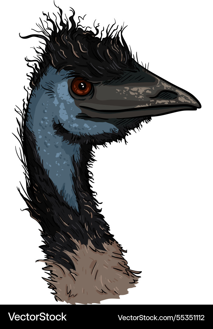 Cartoon head of emu Royalty Free Vector Image - VectorStock