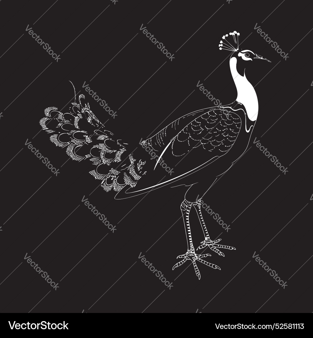 Exotic peacock radiance black logo design Vector Image