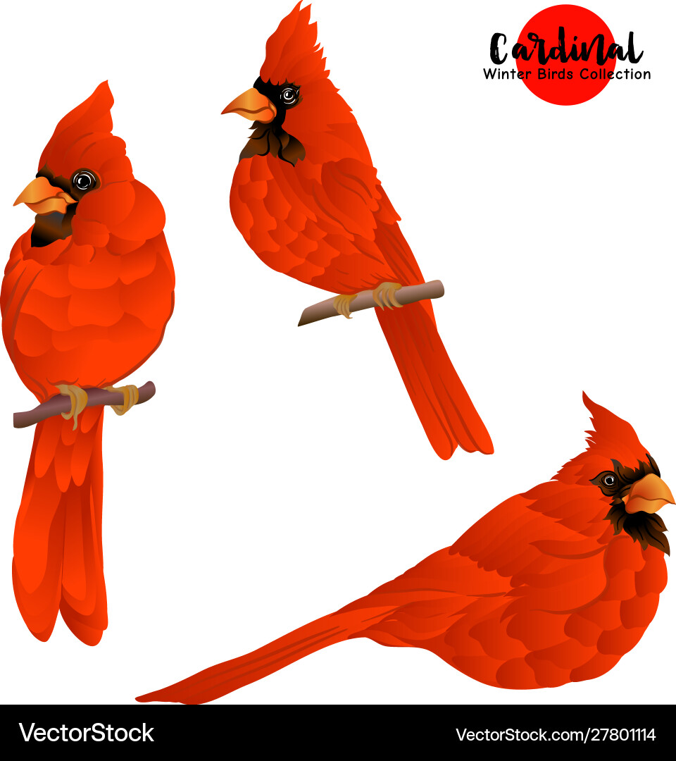 Cardinal birds - a symbol christmas Royalty Free Vector