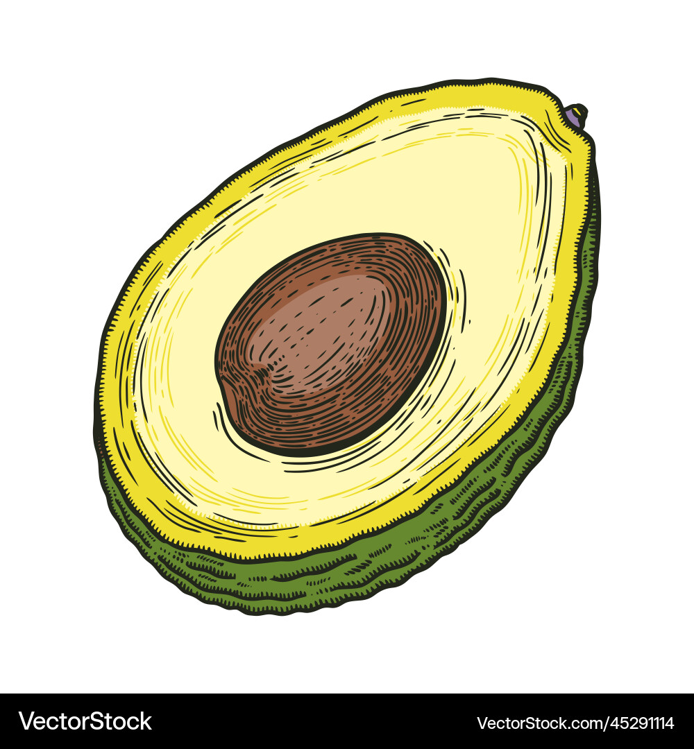Hand drawn avocado cut half piece with core Vector Image