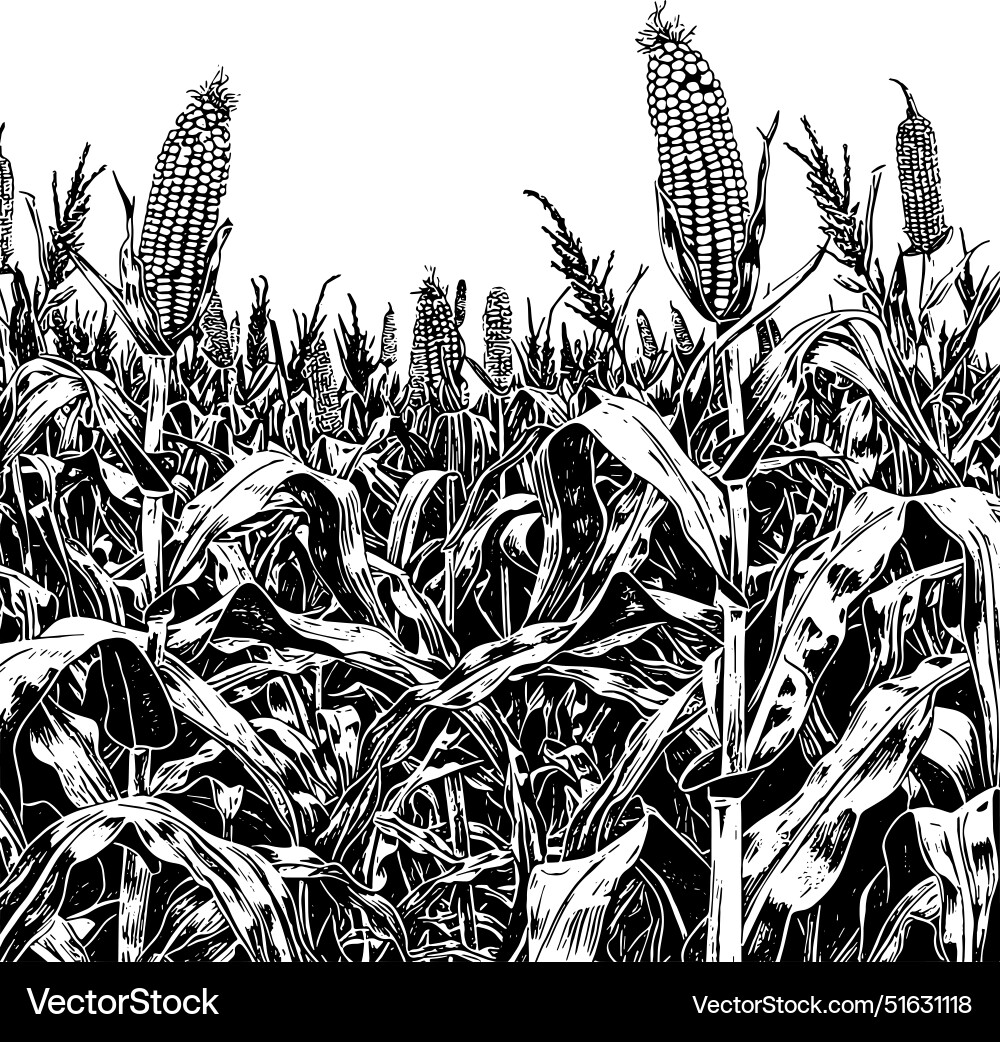 A corn field with ripe Royalty Free Vector Image