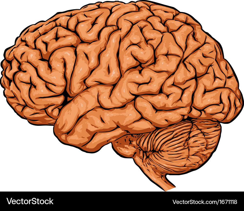 Human Brain Anatomy (1671118) – Royalty-Free Vector | VectorStock