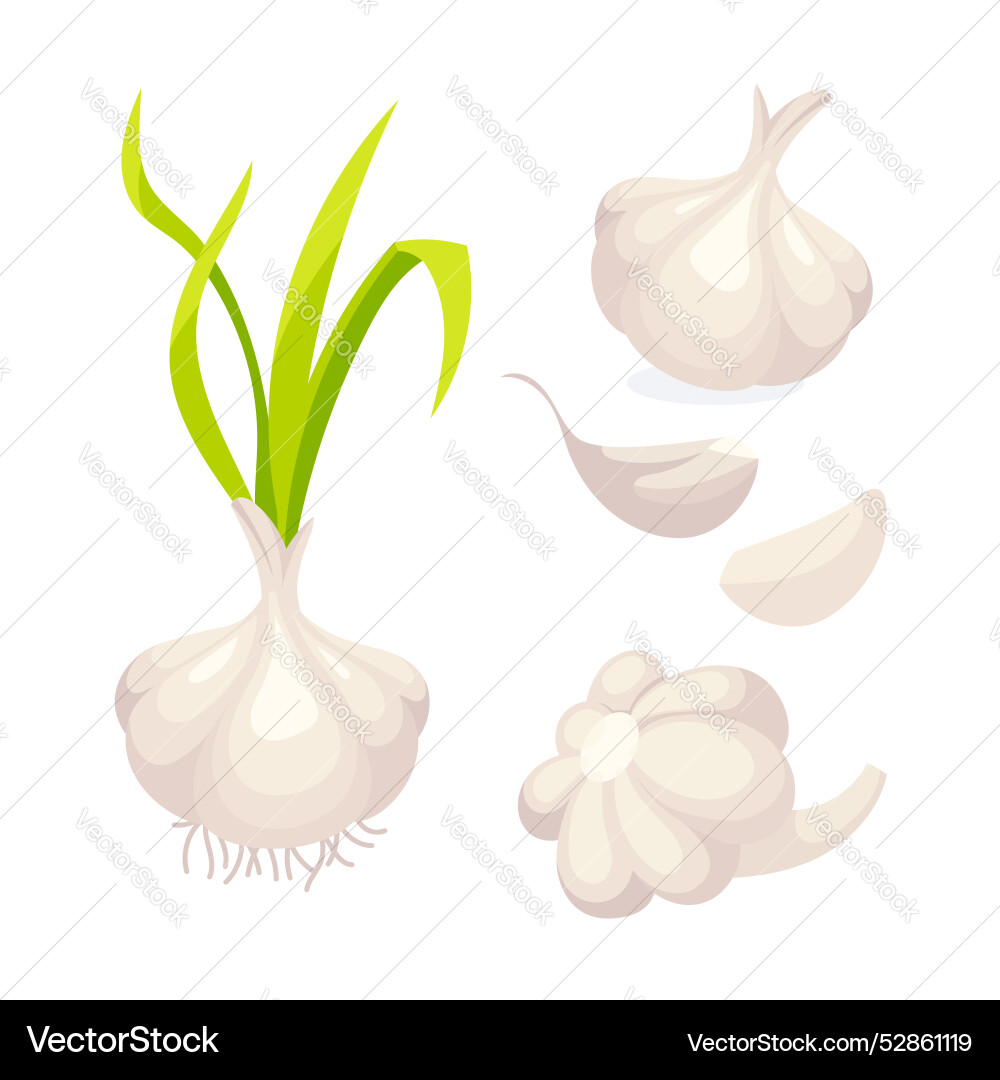 Featuring whole garlic bulbs with green stems Vector Image