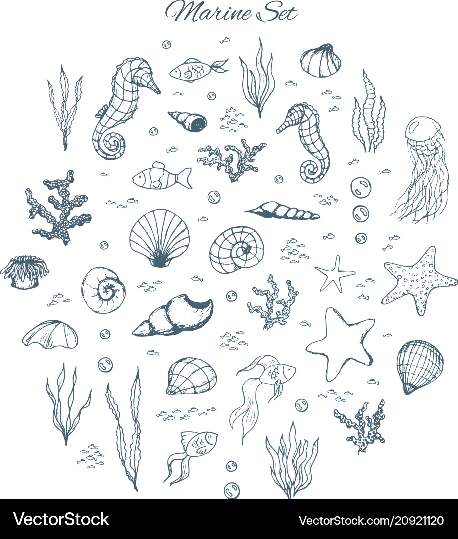 Hand drawn marine set with seahorses shells Vector Image