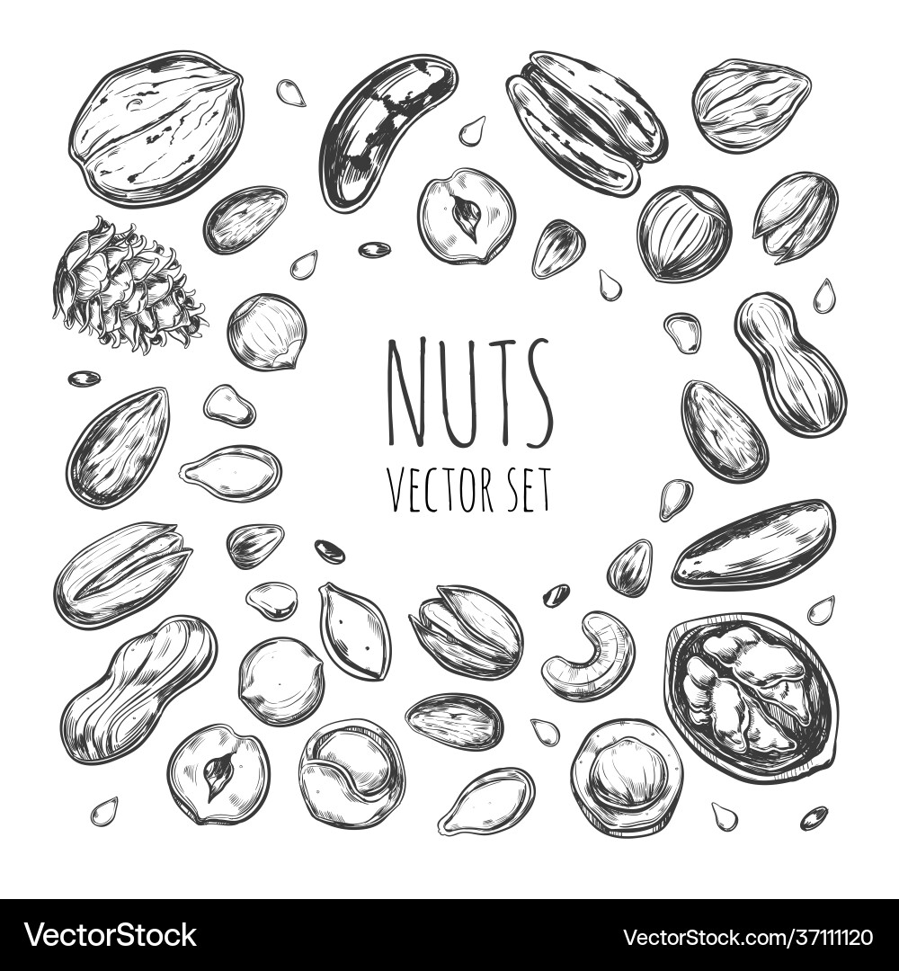 Nuts and seeds collection hand drawn Royalty Free Vector
