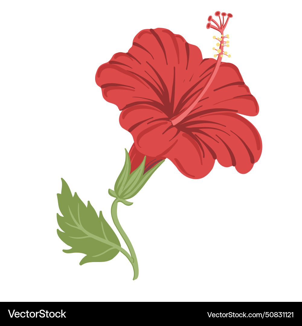 Drawing red hibiscus flower Royalty Free Vector Image