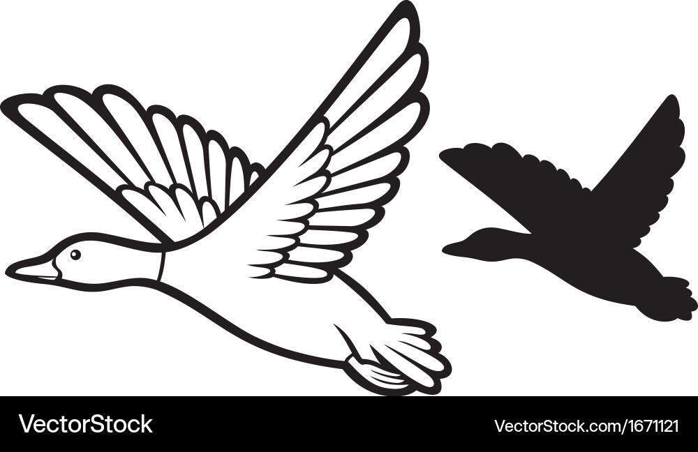Mallard duck flying Royalty Free Vector Image - VectorStock