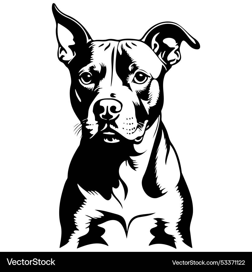 Pitbull Outline