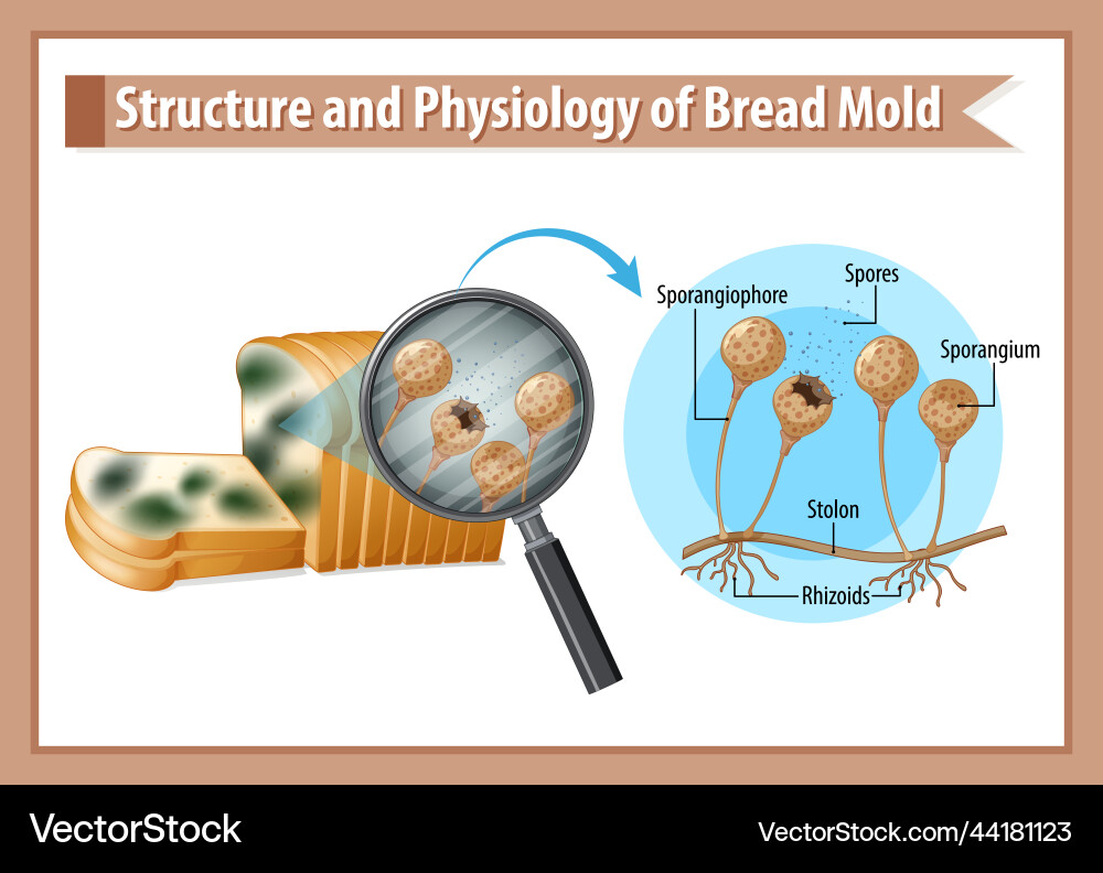 Structure and physiology of bread mold Royalty Free Vector