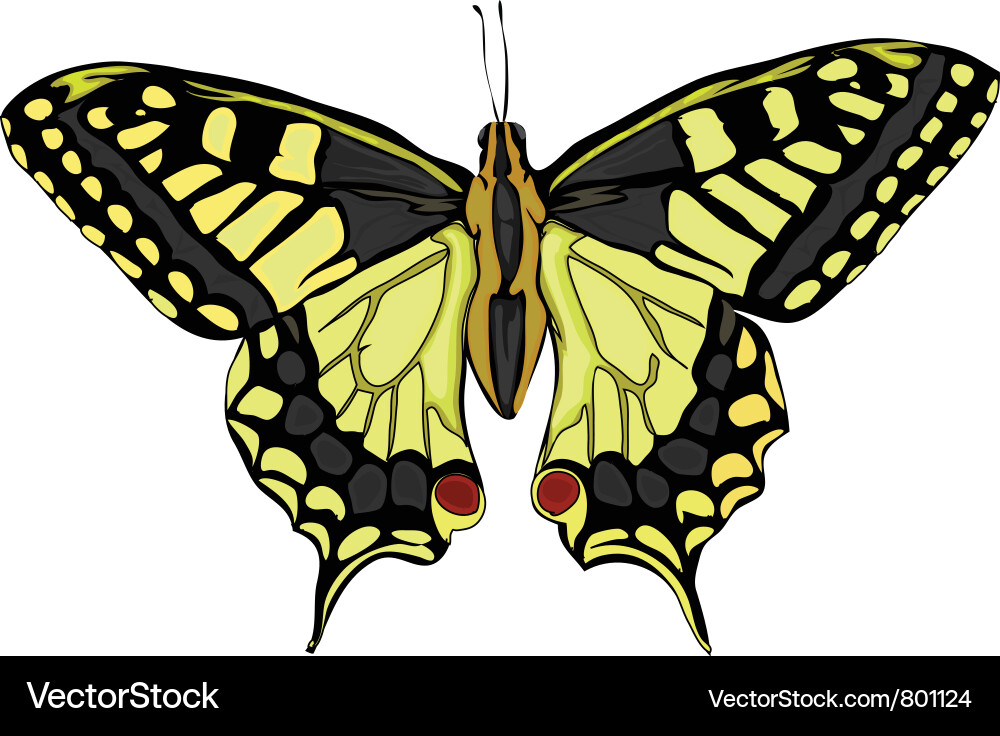 Butterfly Royalty Free Vector Image - VectorStock