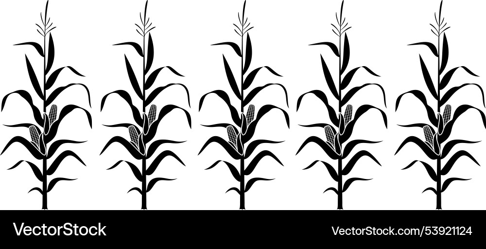 Corn stalk Royalty Free Vector Image - VectorStock