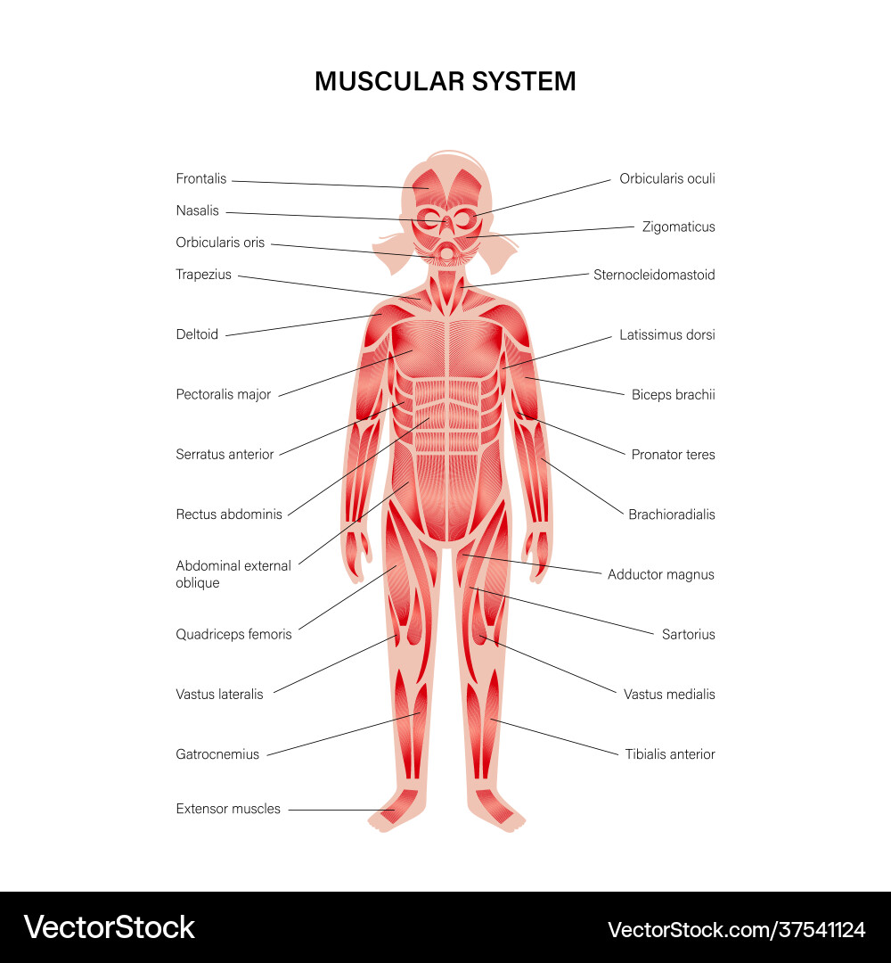Muscular System Labeled Diagram Muscular/Skeletal System