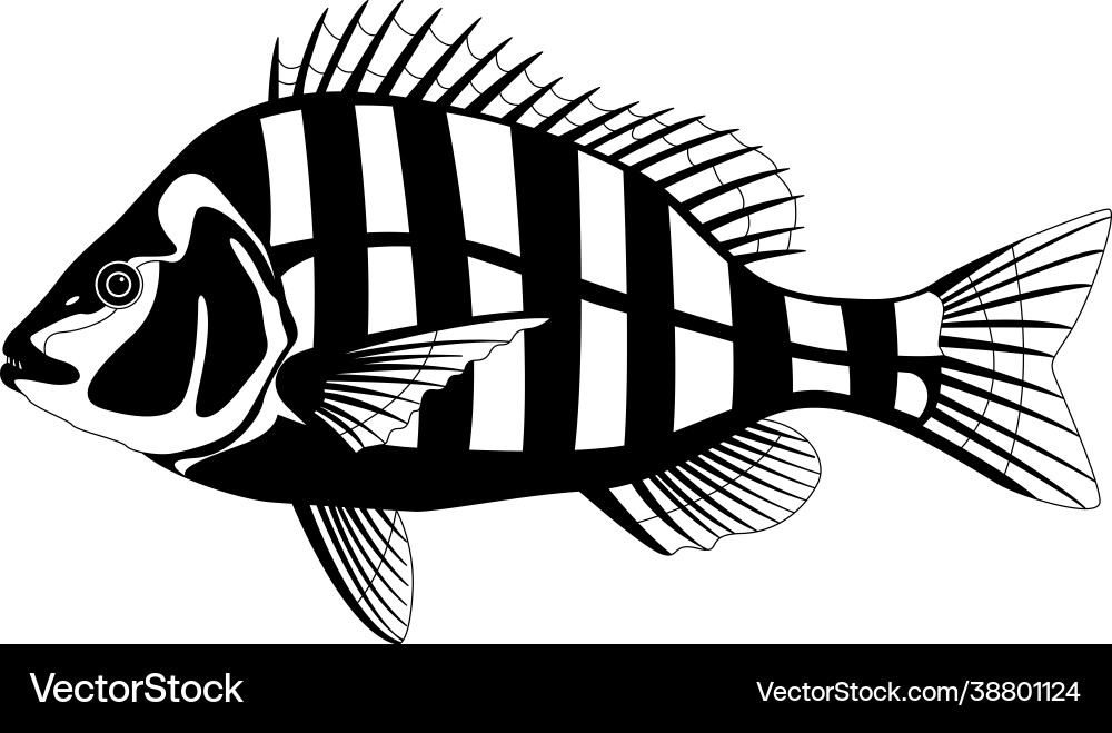 Sheepshead Fish - Marine Life Royalty Free Vector Image
