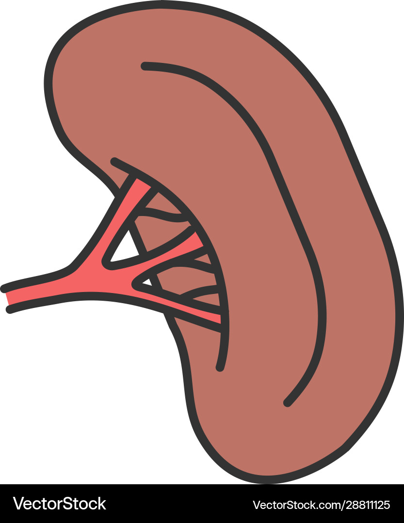 Human spleen color icon Royalty Free Vector Image