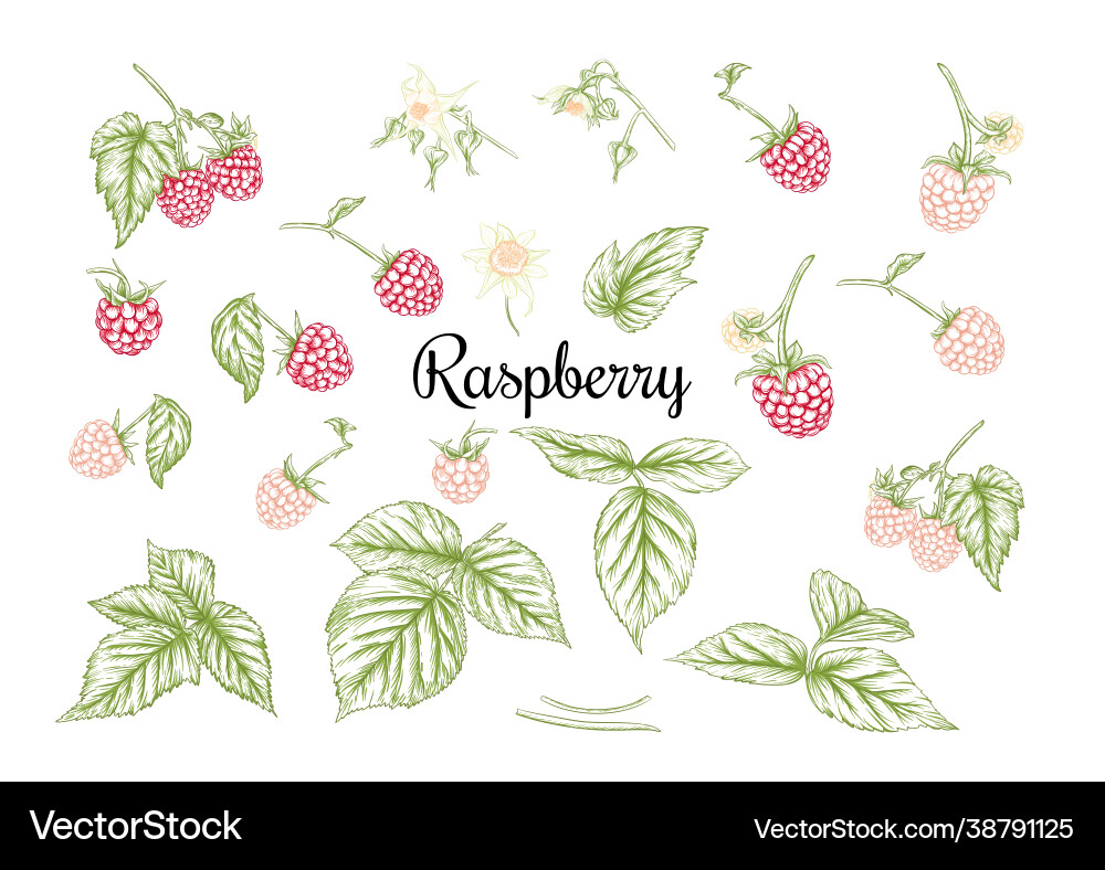 Ripe Raspberry Berries on Branch – Royalty-Free Vector | VectorStock