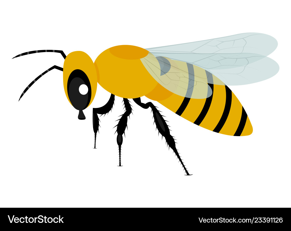 Bee design Royalty Free Vector Image - VectorStock