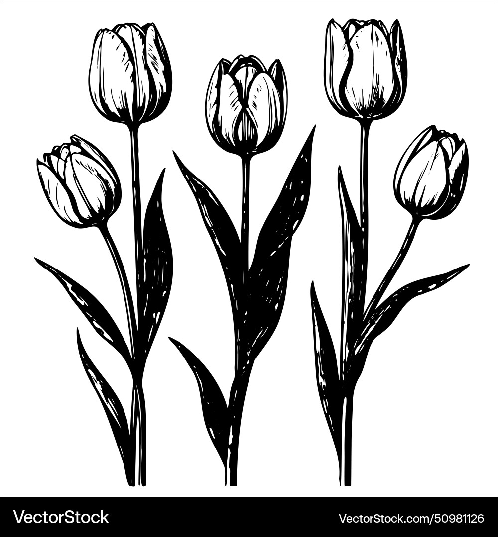 Three tulips are drawn in black and white Vector Image