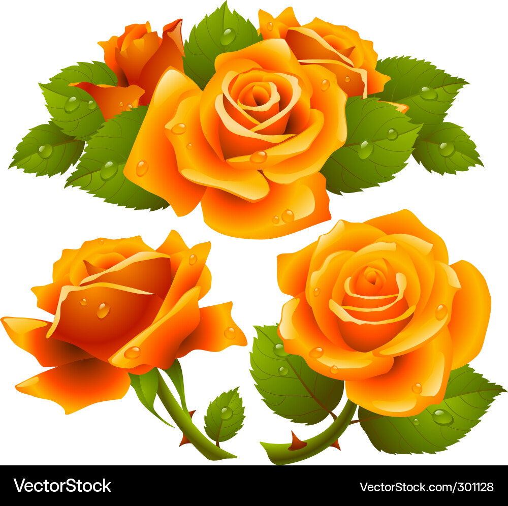 Roses set Royalty Free Vector Image - VectorStock
