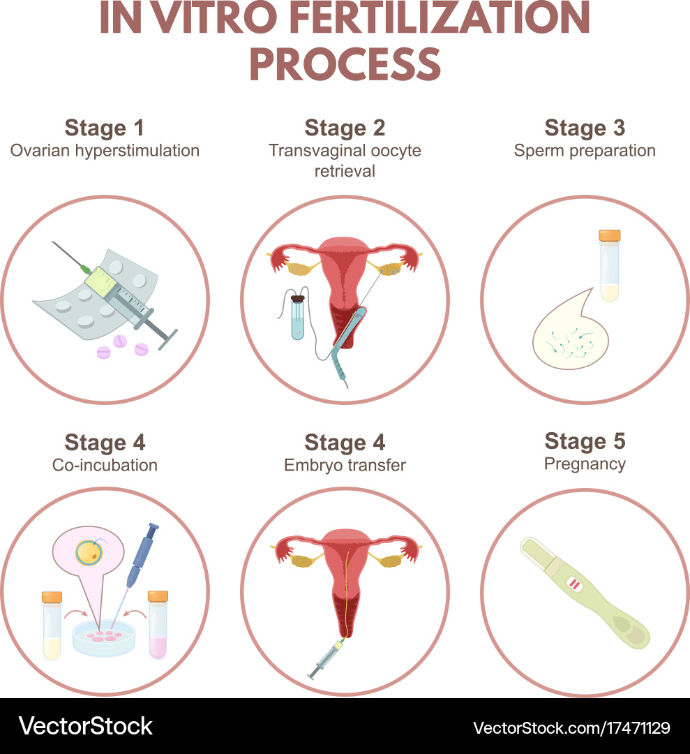 Ovarium Vector Images (23)