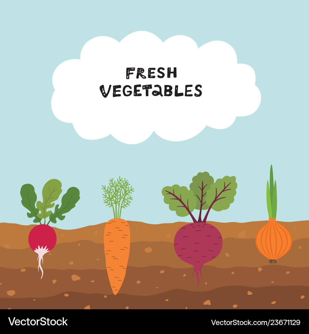Organic Root Vegetable Garden Royalty Free Vector Image
