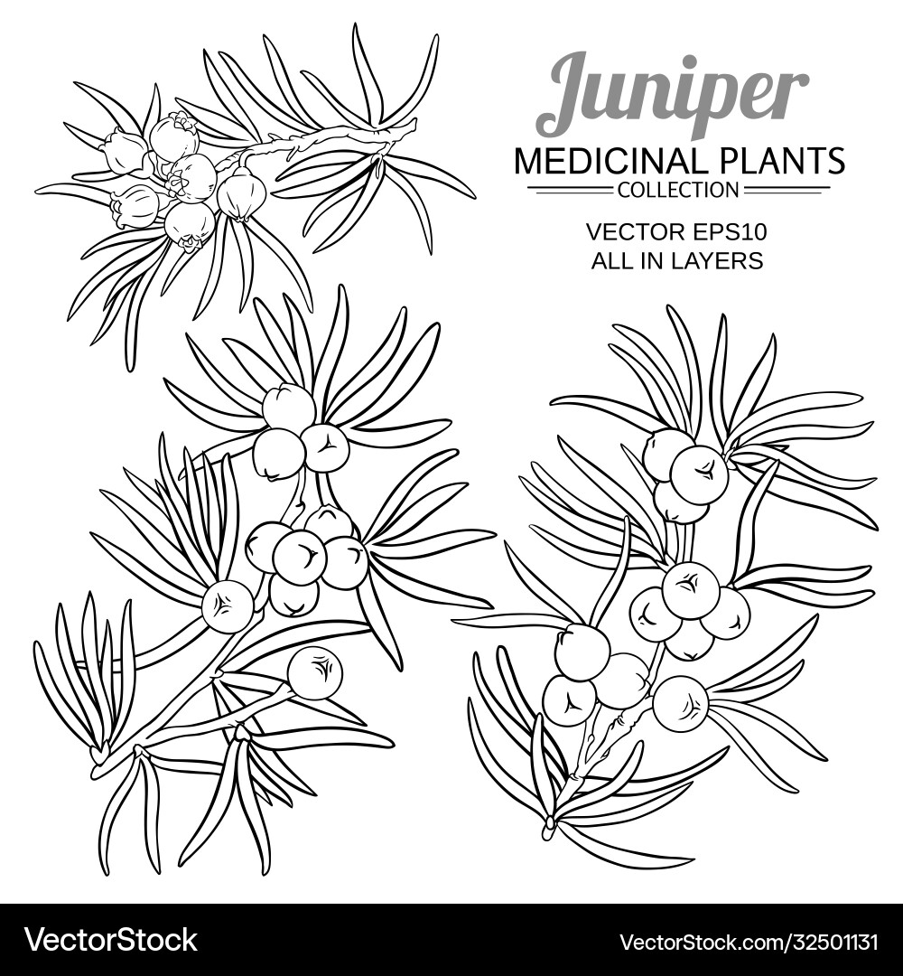 Juniper branches set on white background Vector Image