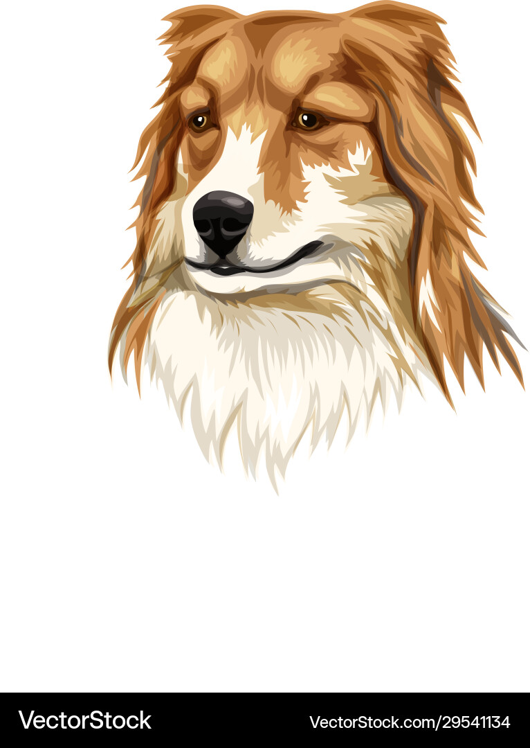 Adorable Sheltie Portrait Royalty Free Vector Image
