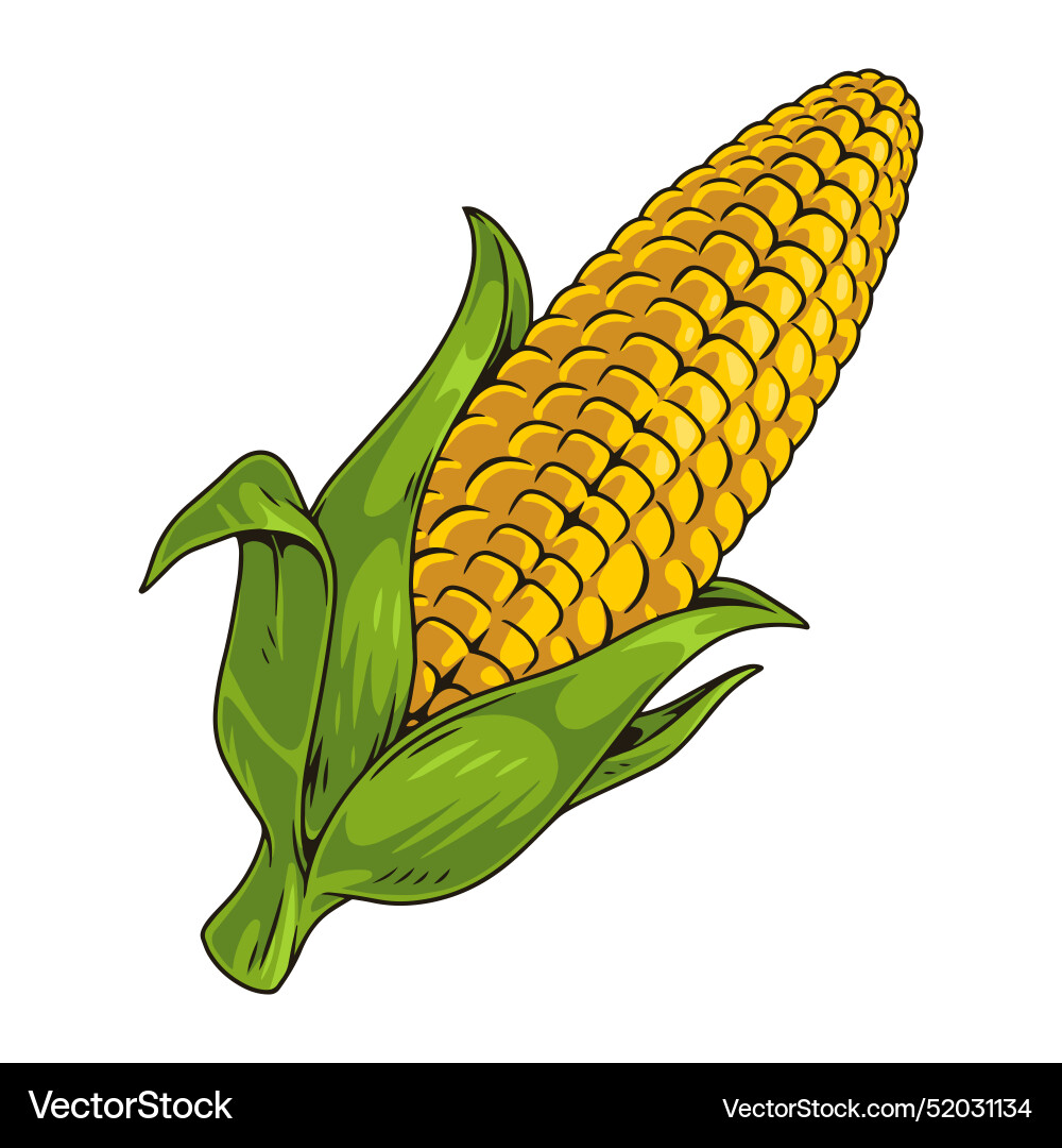 Corn Cob Sticker - Fresh & Detailed Royalty Free Vector