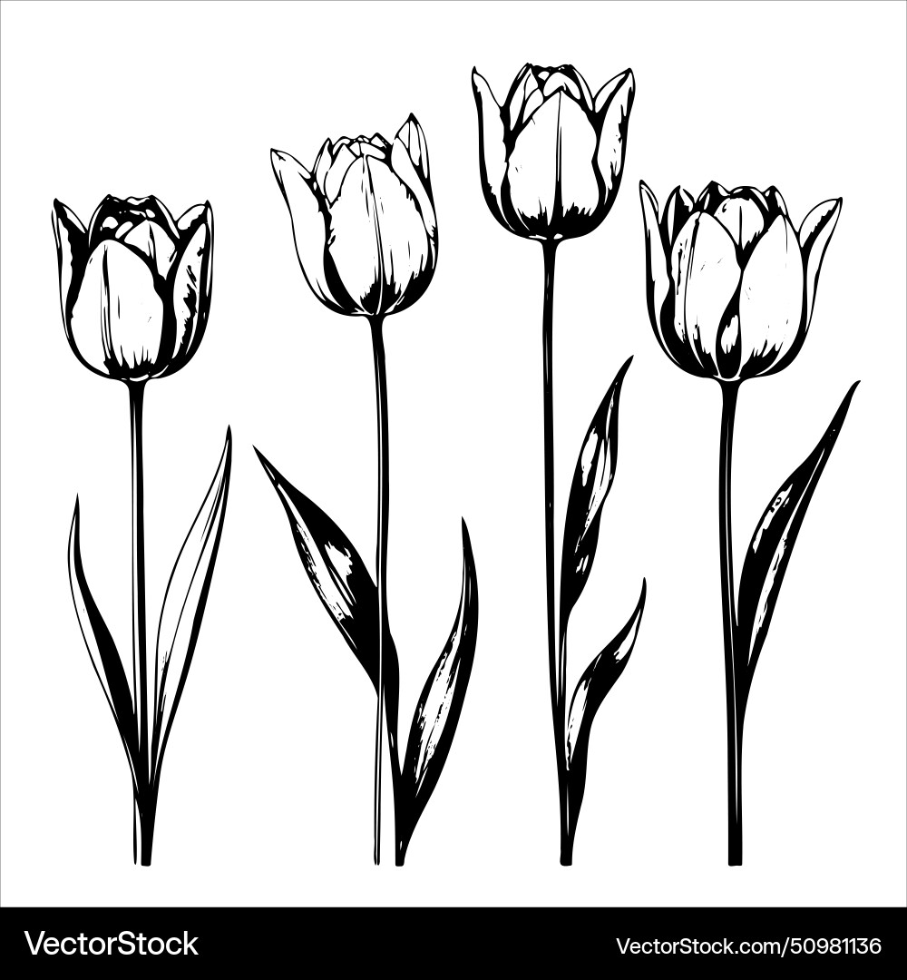 Four tulips are drawn in black and white Vector Image