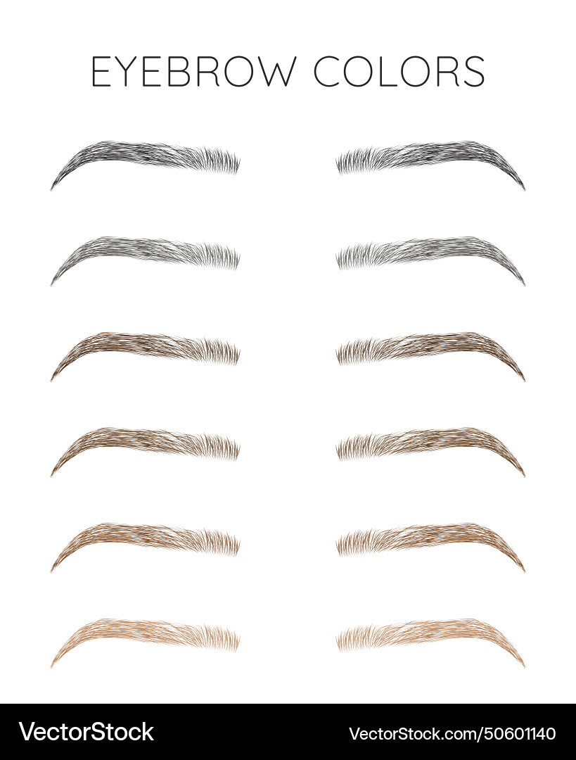 Eyebrow colors chart on white background Vector Image