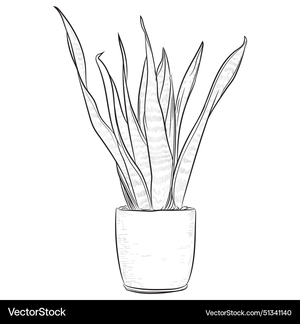 Hand drawing snake tree indoor plant Royalty Free Vector