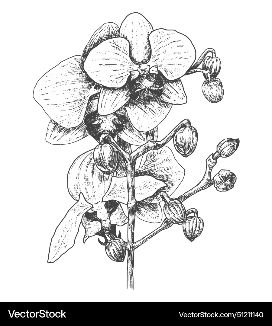 Hand drawn orchid sketch isolated on white Vector Image