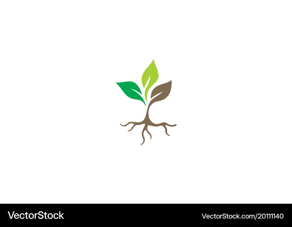 Seed plant root logo Royalty Free Vector Image