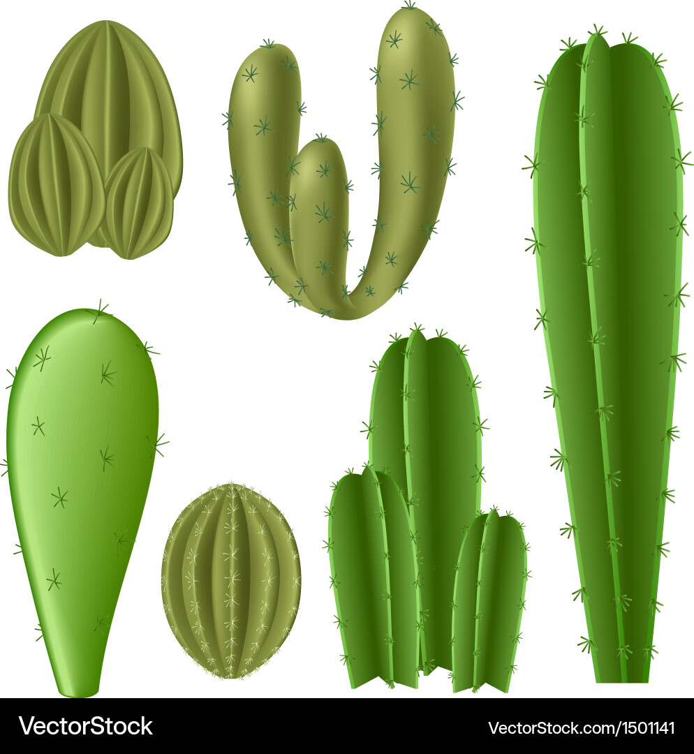 Cactus set Royalty Free Vector Image - VectorStock