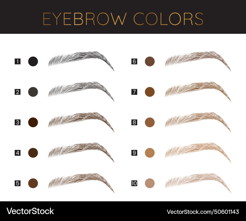 Eyebrows colors chart fashion make up Royalty Free Vector
