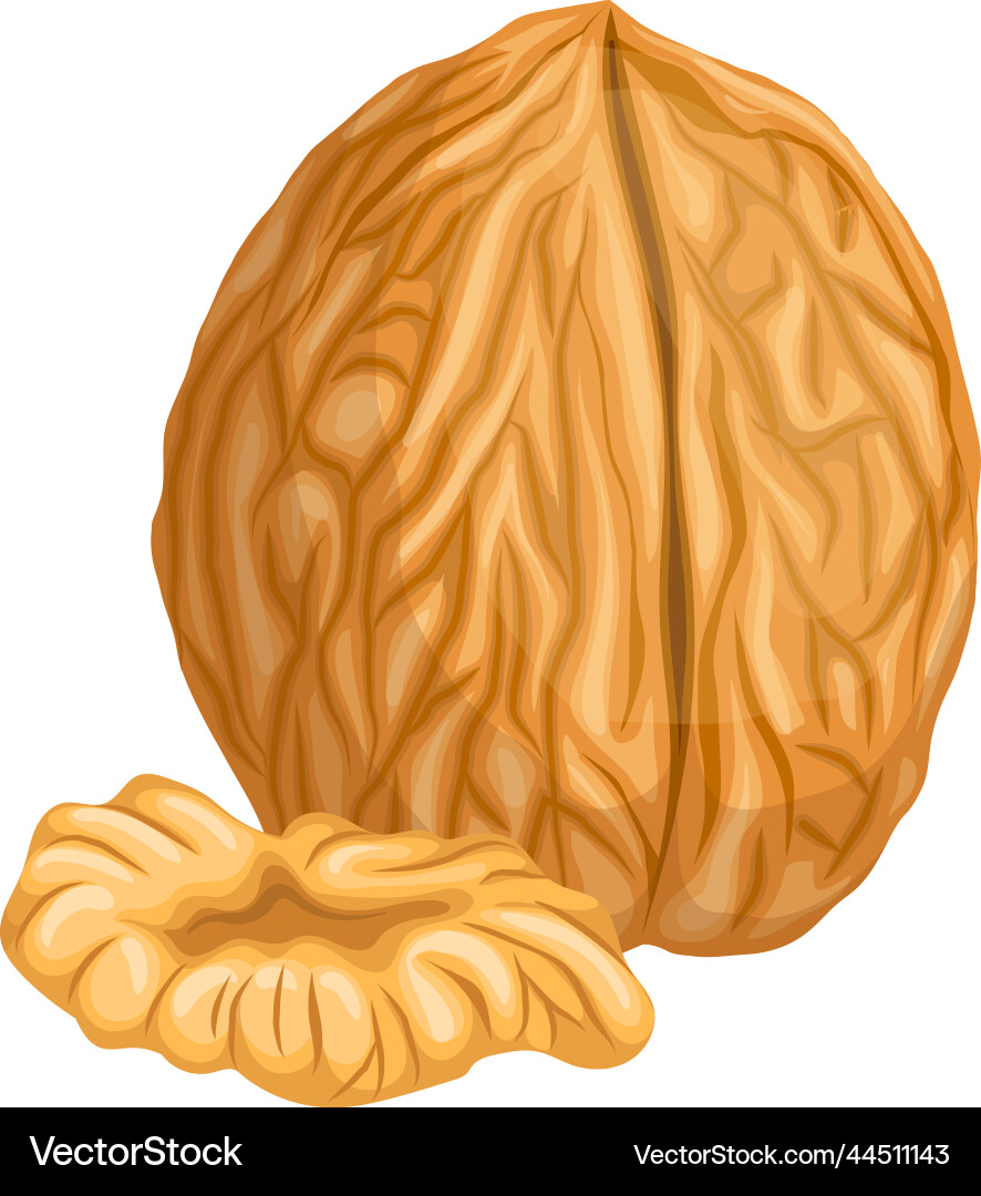 Walnut nut cartoon Royalty Free Vector Image - VectorStock