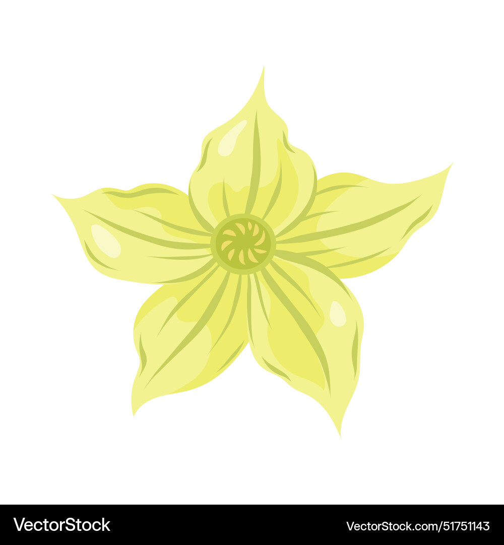 Watermelon plant flower drawing flat floral Vector Image