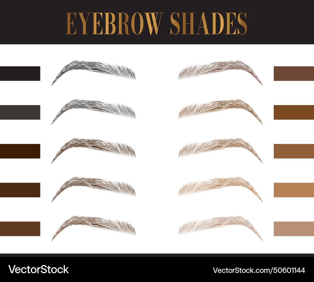 Eyebrows colors chart elegant fashion make up Vector Image