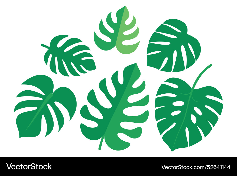 Monstera Leaf Set Royalty Free Vector Image - VectorStock