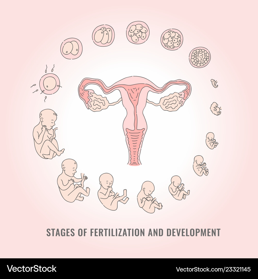 Infographic of pregnancy stages with process Vector Image