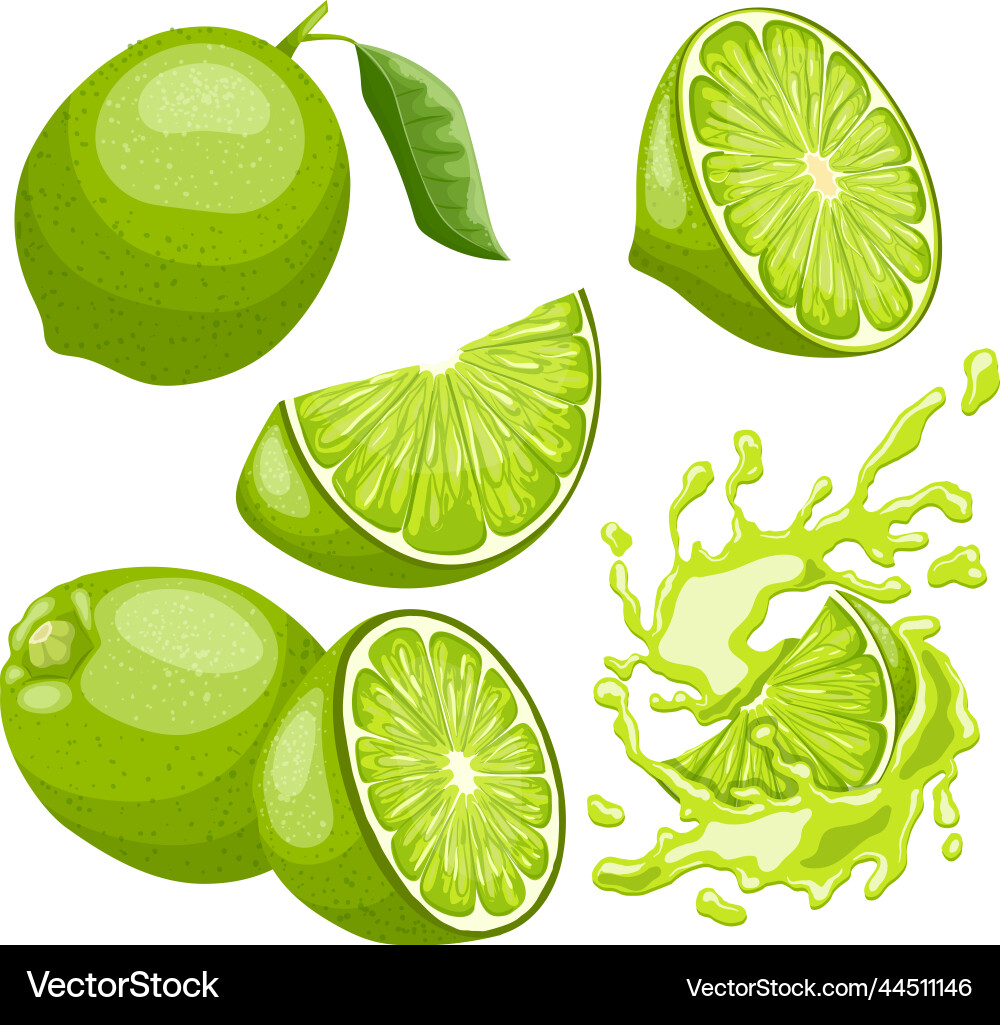 Lime Fruit Slice Set Royalty Free Vector Image