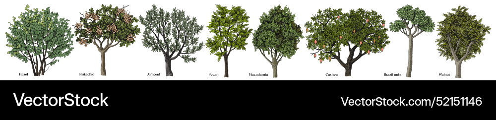 Cashew Tree Vector Images (over 490)