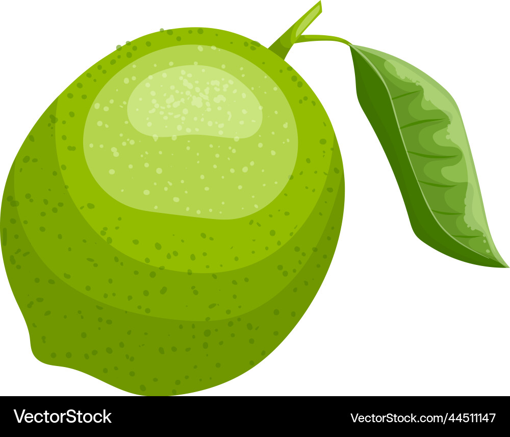Lime fruit cartoon Royalty Free Vector Image - VectorStock Lime fruit cartoon Royalty Free Vector Image - VectorStock