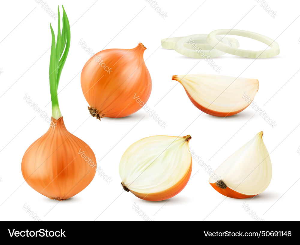 Realistic raw onion whole vegetable slices rings Vector Image