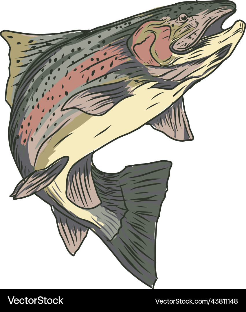 Trout fishing Royalty Free Vector Image - VectorStock