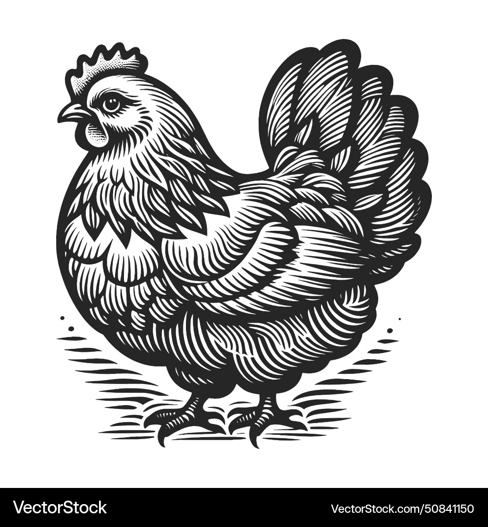 Hen chicken engraving sketch Royalty Free Vector Image